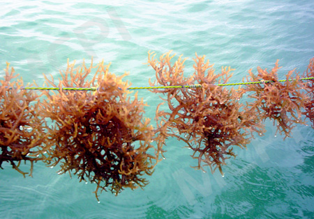 Kappa Carrageenan: Seaweed Goes Haute Cuisine